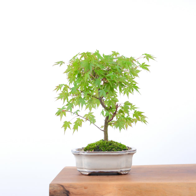 Bonsai Trees NZ - Japanese Maple Bonsai Tree NZ – Simply Bonsai NZ