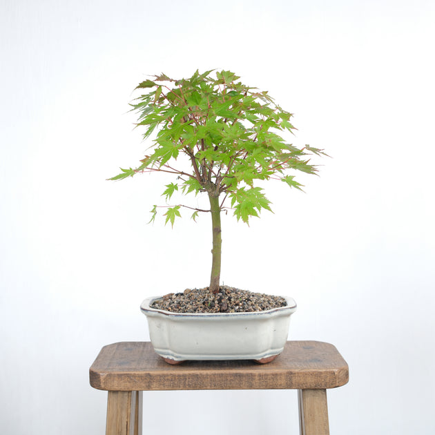 Japanese Maples – Simply Bonsai NZ