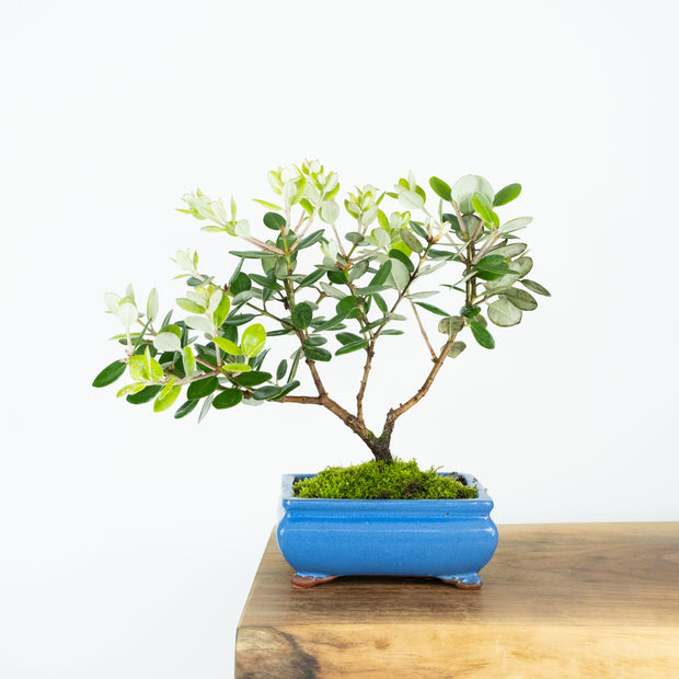 Simply Bonsai NZ - Artisan Bonsai At The Best Price