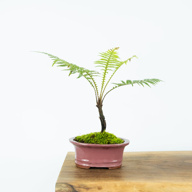 Simply Bonsai NZ - Artisan Bonsai At The Best Price